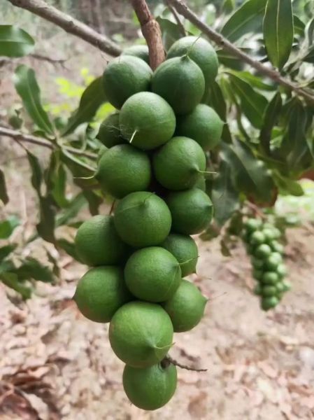 夏威夷果产地在哪里_夏威夷果哪里产的最好-第2张图片-山城妙识 夏威夷果产地在哪里_夏威夷果哪里产的最好-第2张图片-山城妙识