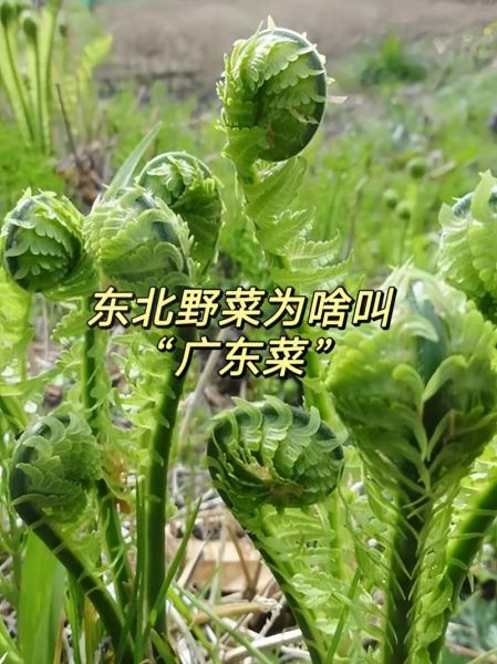 广东菜山野菜有哪些_山野菜怎么吃最地道-第1张图片-山城妙识 广东菜山野菜有哪些_山野菜怎么吃最地道-第1张图片-山城妙识