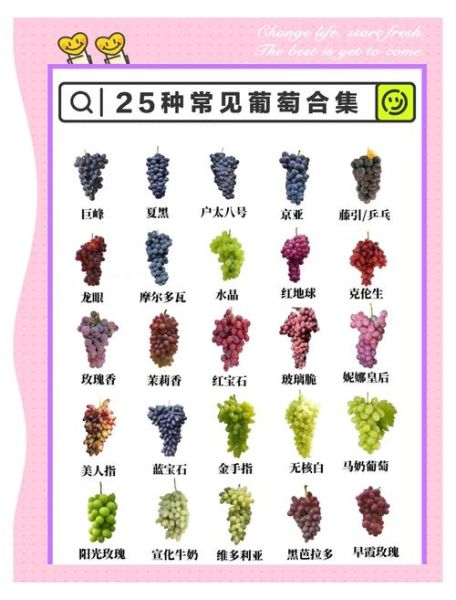 一天吃多少颗葡萄合适_葡萄一天吃几颗不会胖-第2张图片-山城妙识
