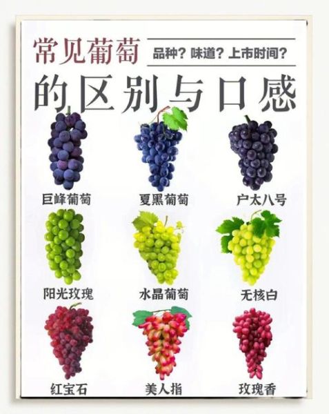 一天吃多少颗葡萄合适_葡萄一天吃几颗不会胖-第3张图片-山城妙识