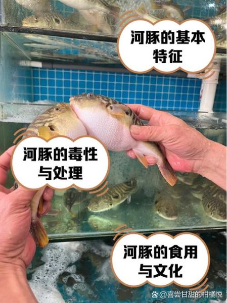 最毒的河豚鱼图片_如何辨别致命品种-第2张图片-山城妙识