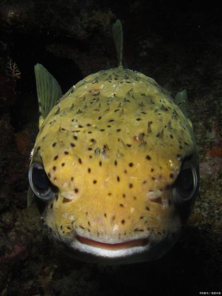 最毒的河豚鱼图片_如何辨别致命品种-第3张图片-山城妙识