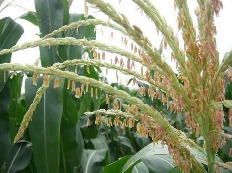 玉米花粉的功效与作用_玉米花粉怎么吃效果最好-第3张图片-山城妙识