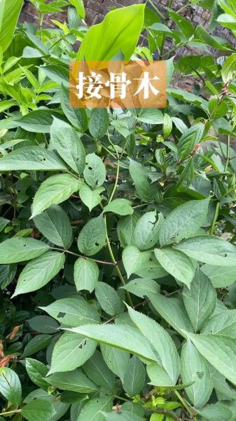 接骨木的功效与作用_接骨木怎么用效果最好-第1张图片-山城妙识