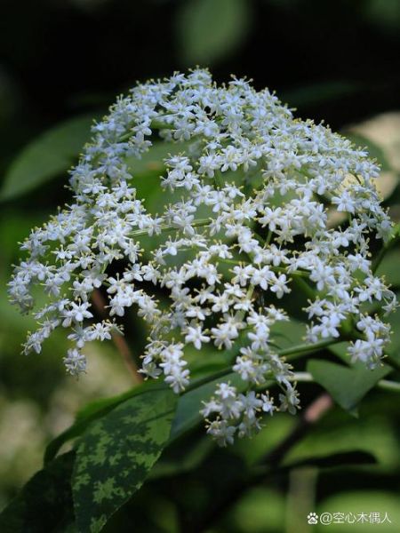 接骨木的功效与作用_接骨木怎么用效果最好-第3张图片-山城妙识