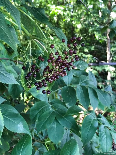 接骨木的功效与作用_接骨木怎么用效果最好-第2张图片-山城妙识