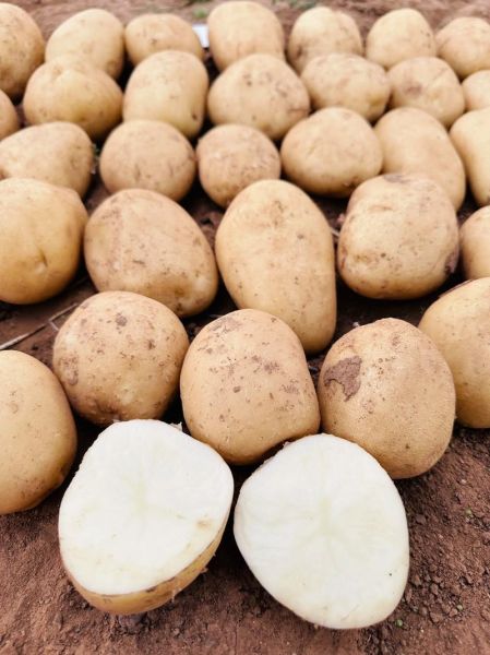 马铃薯图片大全大图_如何挑选高清素材-第2张图片-山城妙识 马铃薯图片大全大图_如何挑选高清素材-第2张图片-山城妙识