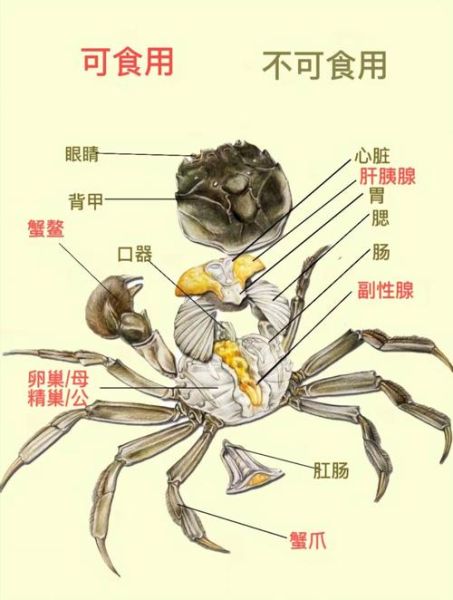 螃蟹怎么吃图解_蒸螃蟹步骤详解-第3张图片-山城妙识 螃蟹怎么吃图解_蒸螃蟹步骤详解-第3张图片-山城妙识