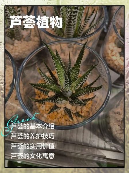 家里放芦荟是吉是凶_风水与科学双视角解析-第1张图片-山城妙识