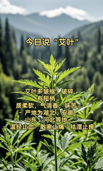 艾叶草图片长什么样_艾叶草的功效与作用有哪些-第1张图片-山城妙识
