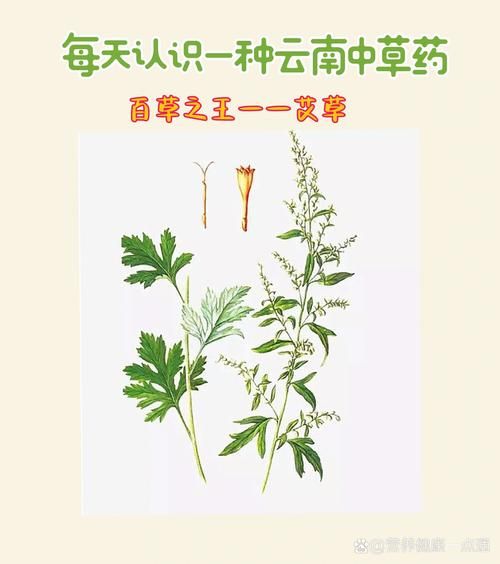 艾叶草图片长什么样_艾叶草的功效与作用有哪些-第3张图片-山城妙识