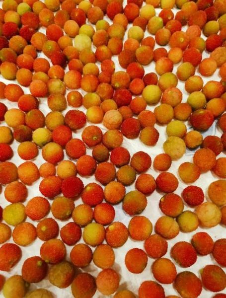 泡十斤杨梅酒比例是多少_杨梅酒冰糖比例怎么算-第1张图片-山城妙识