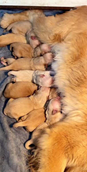 狗宝是怎么形成的_狗宝形成需要多久-第1张图片-山城妙识 狗宝是怎么形成的_狗宝形成需要多久-第1张图片-山城妙识