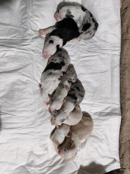 狗宝是怎么形成的_狗宝形成需要多久-第2张图片-山城妙识 狗宝是怎么形成的_狗宝形成需要多久-第2张图片-山城妙识