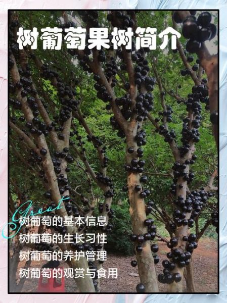 台湾树葡萄功效_台湾树葡萄种植方法-第1张图片-山城妙识