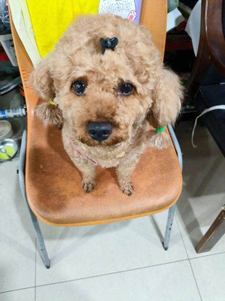 狗宝是怎么形成的_狗宝形成需要多久-第3张图片-山城妙识 狗宝是怎么形成的_狗宝形成需要多久-第3张图片-山城妙识