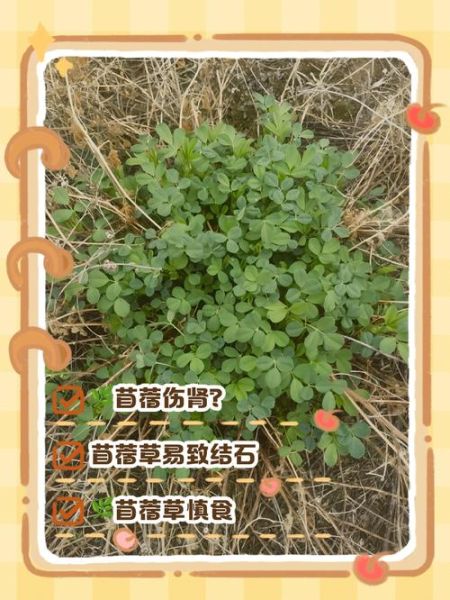 苜蓿吃多了有什么危害_苜蓿草过量副作用-第1张图片-山城妙识 苜蓿吃多了有什么危害_苜蓿草过量副作用-第1张图片-山城妙识