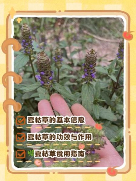 夏枯草能降血压吗_夏枯草的功效与作用-第1张图片-山城妙识 夏枯草能降血压吗_夏枯草的功效与作用-第1张图片-山城妙识
