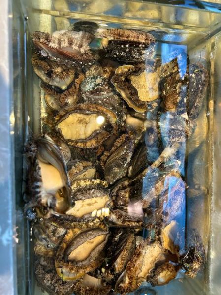 海产品图片大全及名称_哪些海鲜值得收藏-第2张图片-山城妙识