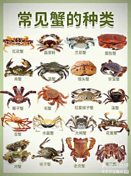 怎样吃螃蟹干净又完整_吃螃蟹视频教程-第3张图片-山城妙识