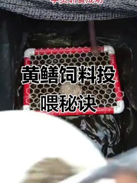黄鳝养殖视频大全_新手如何快速入门-第1张图片-山城妙识 黄鳝养殖视频大全_新手如何快速入门-第1张图片-山城妙识