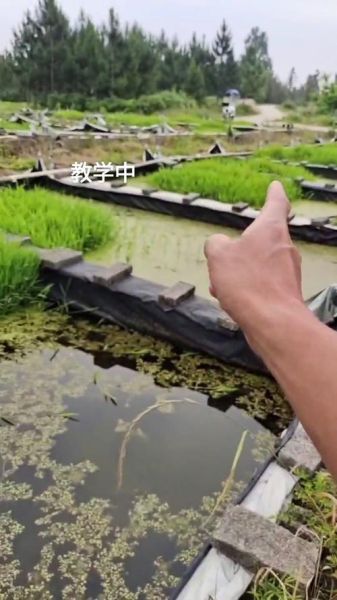 黄鳝养殖视频大全_新手如何快速入门-第2张图片-山城妙识 黄鳝养殖视频大全_新手如何快速入门-第2张图片-山城妙识