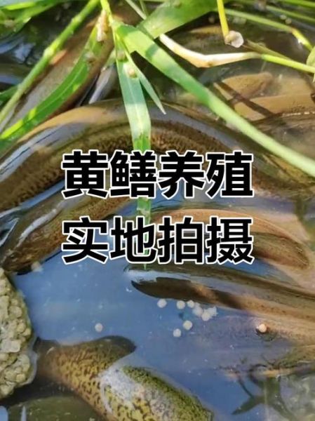 黄鳝养殖视频大全_新手如何快速入门-第3张图片-山城妙识 黄鳝养殖视频大全_新手如何快速入门-第3张图片-山城妙识