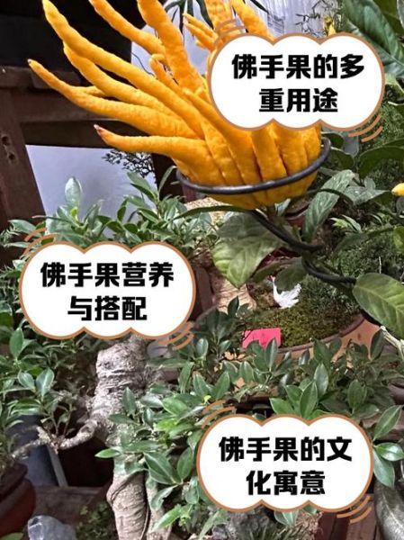 佛手果的功效与作用_佛手果怎么吃最好-第1张图片-山城妙识 佛手果的功效与作用_佛手果怎么吃最好-第1张图片-山城妙识