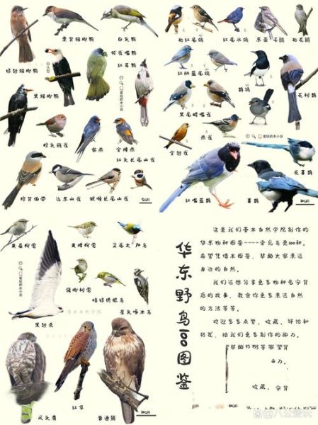 鸟类大全图片带鸟名388_如何快速识别常见鸟-第2张图片-山城妙识