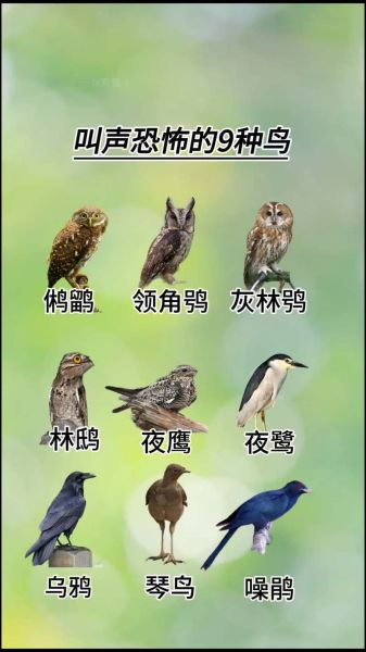 鸟类大全图片带鸟名388_如何快速识别常见鸟-第1张图片-山城妙识