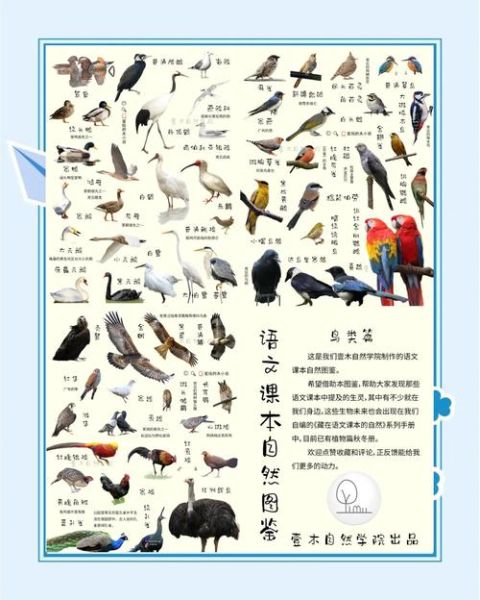 鸟类大全图片带鸟名388_如何快速识别常见鸟-第3张图片-山城妙识