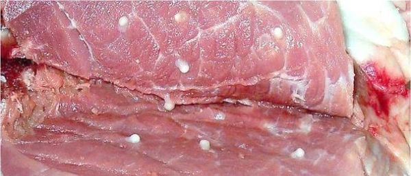 猪肉绦虫长在肥肉里吗_如何辨别-第1张图片-山城妙识