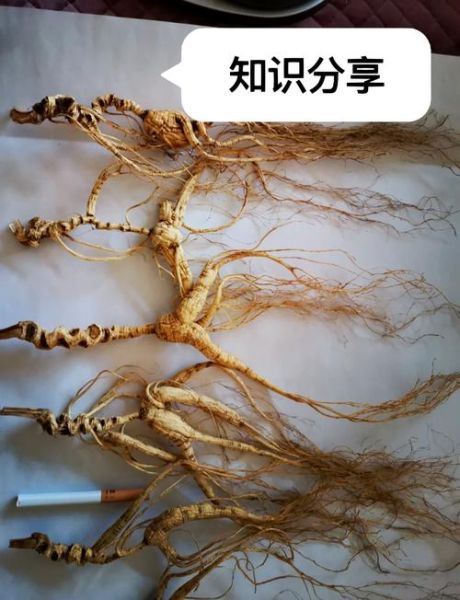 人参叶子图片大全_如何区分真假人参叶-第1张图片-山城妙识