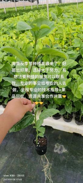 百香果怎么种_百香果种植技术与管理-第1张图片-山城妙识 百香果怎么种_百香果种植技术与管理-第1张图片-山城妙识