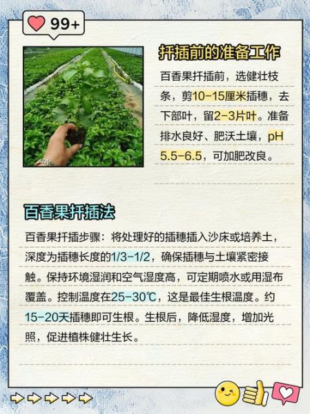 百香果怎么种_百香果种植技术与管理-第2张图片-山城妙识 百香果怎么种_百香果种植技术与管理-第2张图片-山城妙识