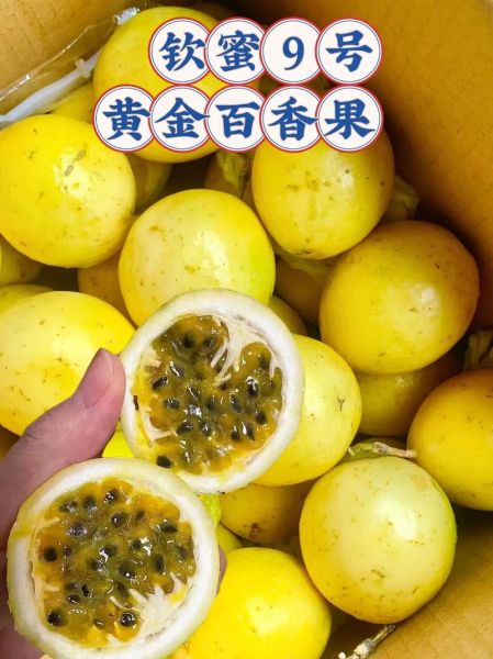 黄金百香果怎么保存_能放多久-第1张图片-山城妙识 黄金百香果怎么保存_能放多久-第1张图片-山城妙识