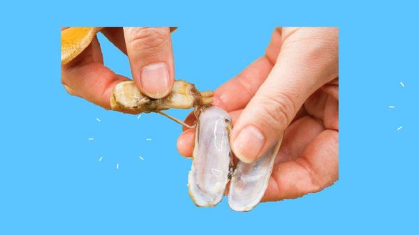 蛏子内脏怎么去除_蛏子去内脏视频教程-第3张图片-山城妙识