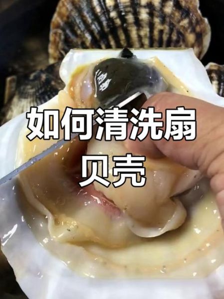 小扇贝怎么做_小扇贝怎么清洗-第1张图片-山城妙识