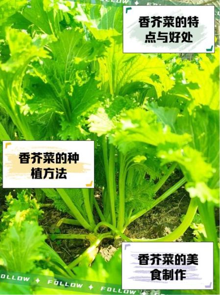 香芥菜图片_香芥菜长什么样-第1张图片-山城妙识