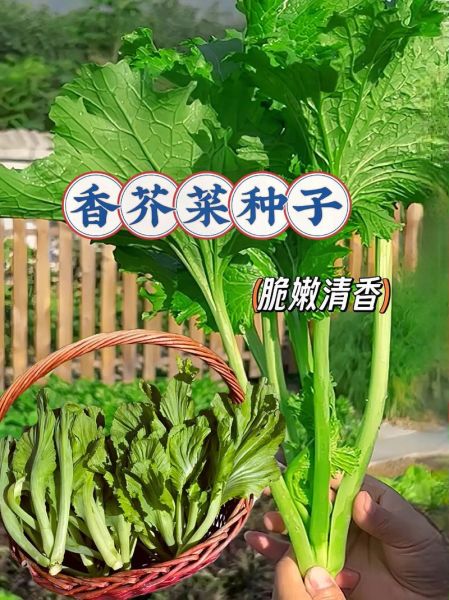香芥菜图片_香芥菜长什么样-第3张图片-山城妙识