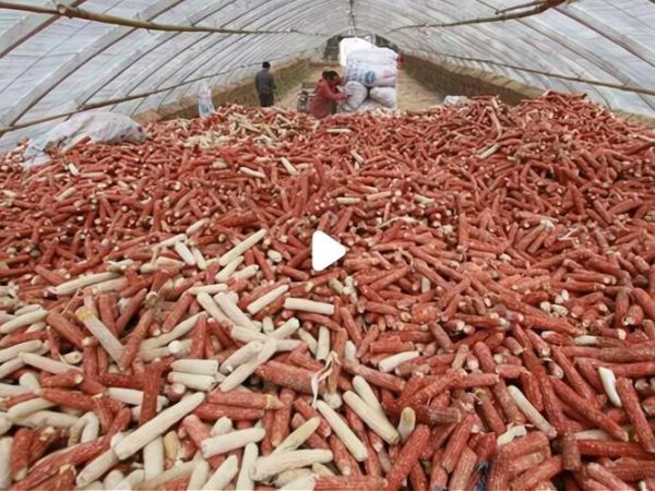 玉米芯深加工加盟项目_玉米芯加工利润有多大-第1张图片-山城妙识