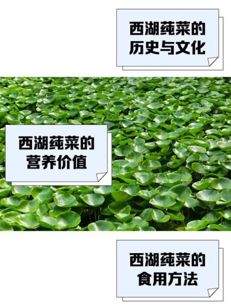 纯菜多少钱一斤_纯菜价格行情-第1张图片-山城妙识