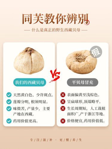 藏贝母的功效与作用_藏贝母多少钱一克-第2张图片-山城妙识