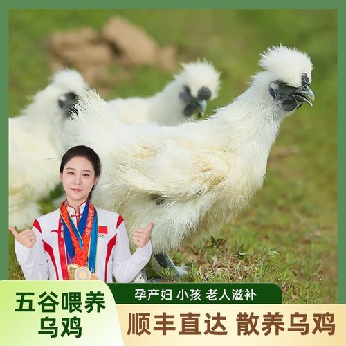 乌鸡多少钱一只_乌鸡价格受哪些因素影响-第1张图片-山城妙识