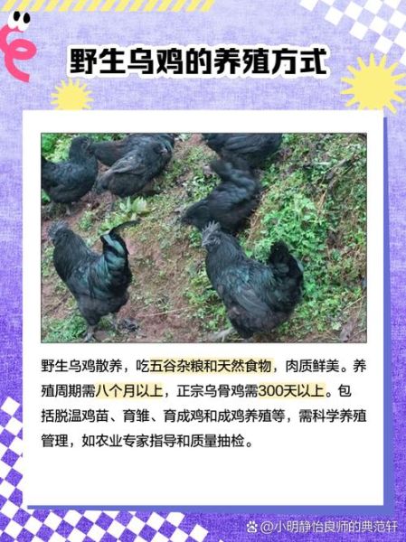 乌鸡多少钱一只_乌鸡价格受哪些因素影响-第3张图片-山城妙识