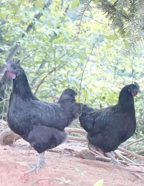 乌鸡多少钱一只_乌鸡价格受哪些因素影响-第2张图片-山城妙识