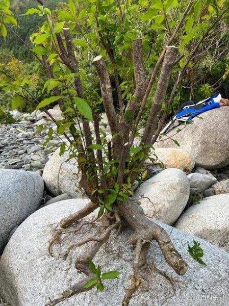 水杨梅根的功效与作用_水杨梅根能治什么病-第1张图片-山城妙识