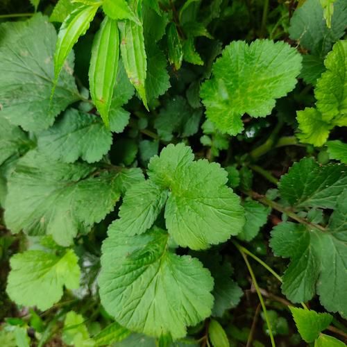 水杨梅根的功效与作用_水杨梅根能治什么病-第3张图片-山城妙识