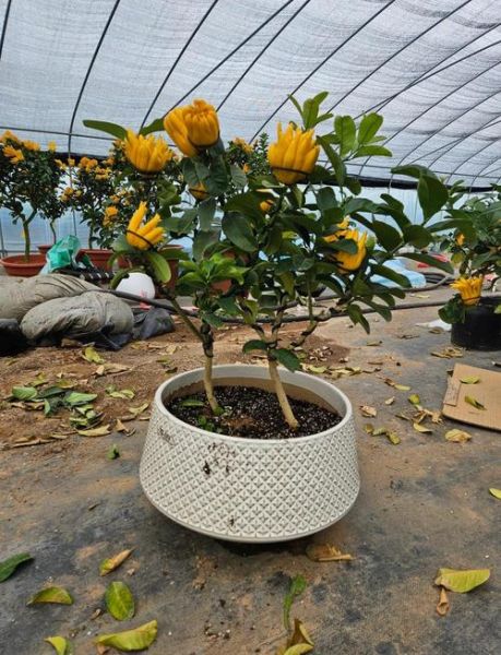 佛手果盆栽怎么养_佛手果种植方法-第1张图片-山城妙识