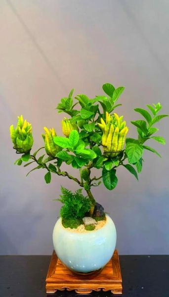 佛手果盆栽怎么养_佛手果种植方法-第3张图片-山城妙识